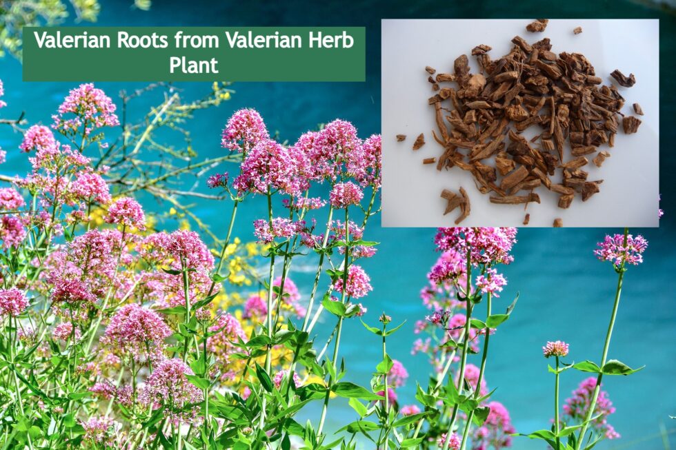 Valerian Root for Sleep